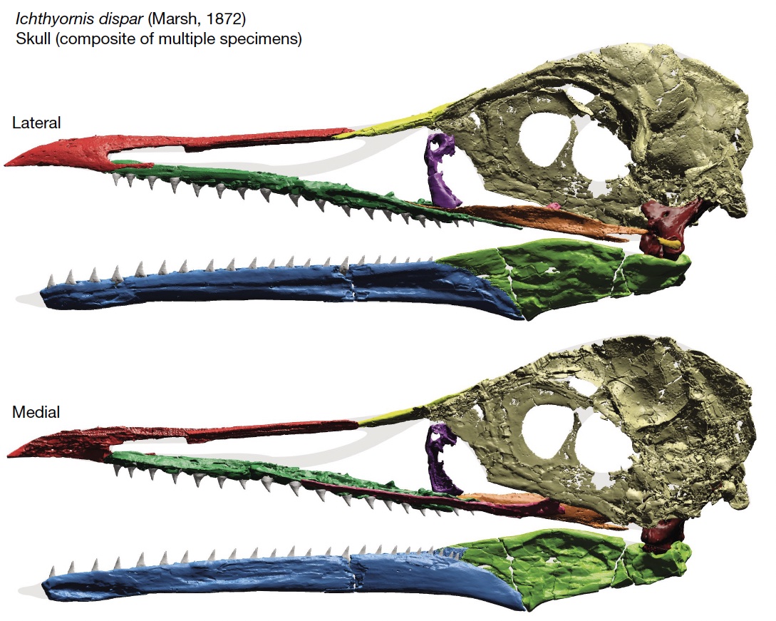 Paleobiology – Laura E. Wilson, Ph.D.
